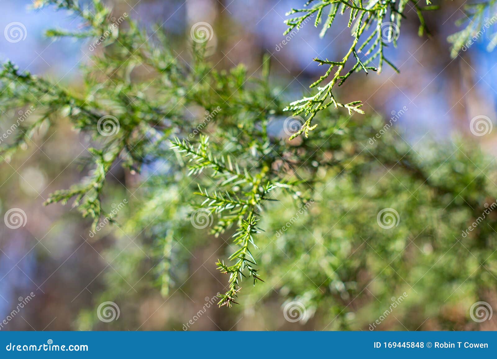 Abstract Green Cedar Tree Branch Background Stock Photo - Image of ...