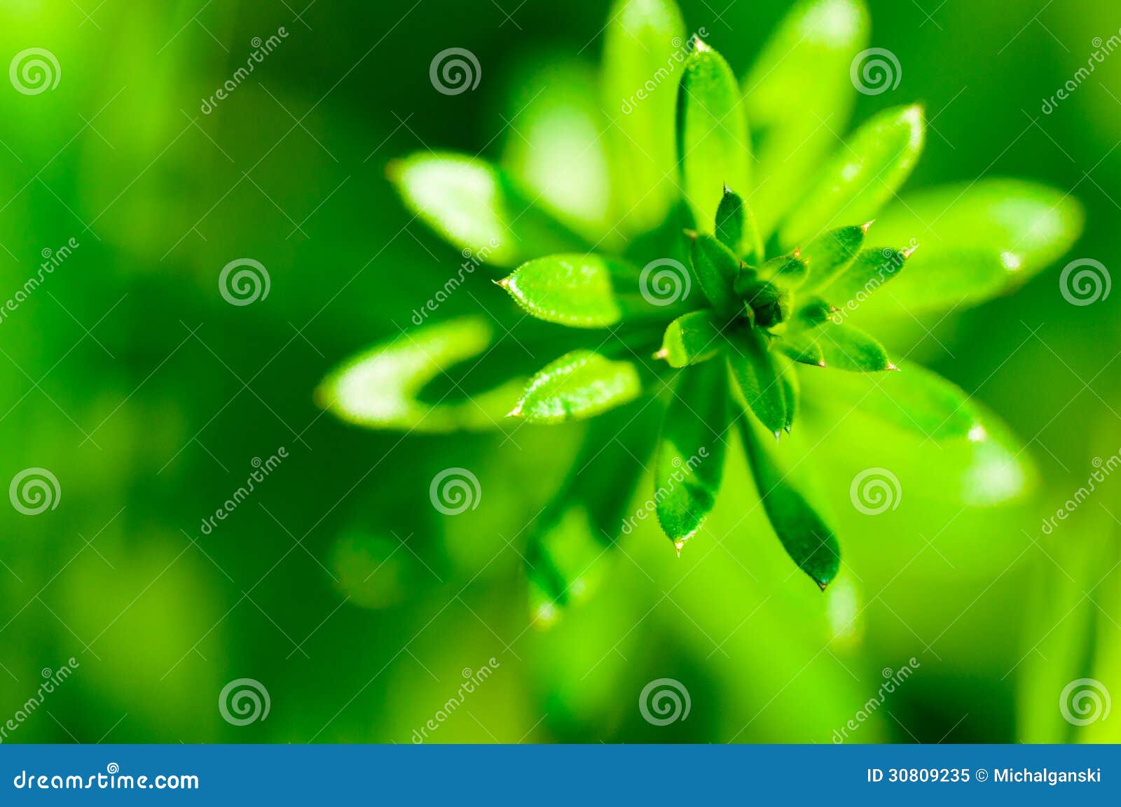 Abstract green flower stock image. Image of decorative - 30809235