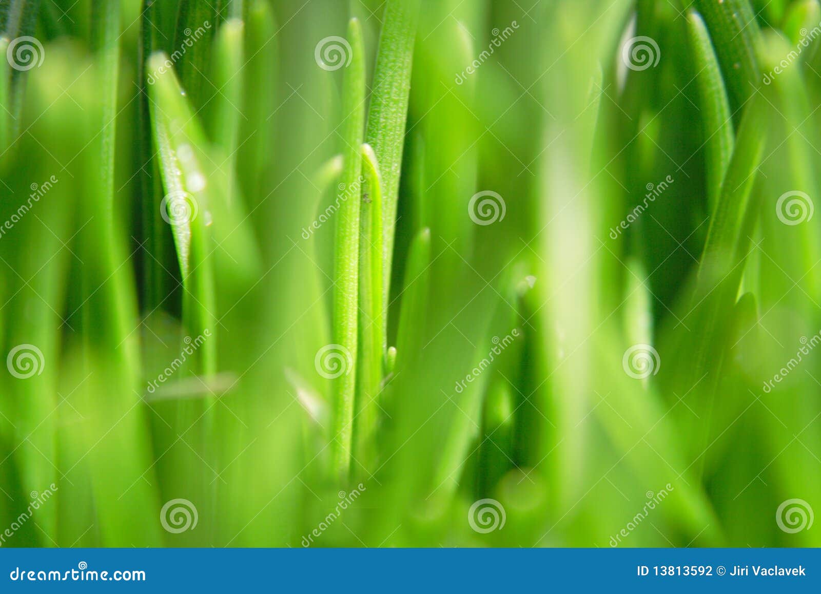 Abstract green grass stock photo. Image of healthy, grass - 13813592