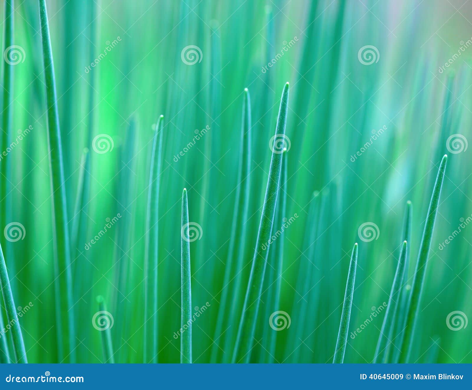 Abstract green grass stock image. Image of stem, field - 40645009