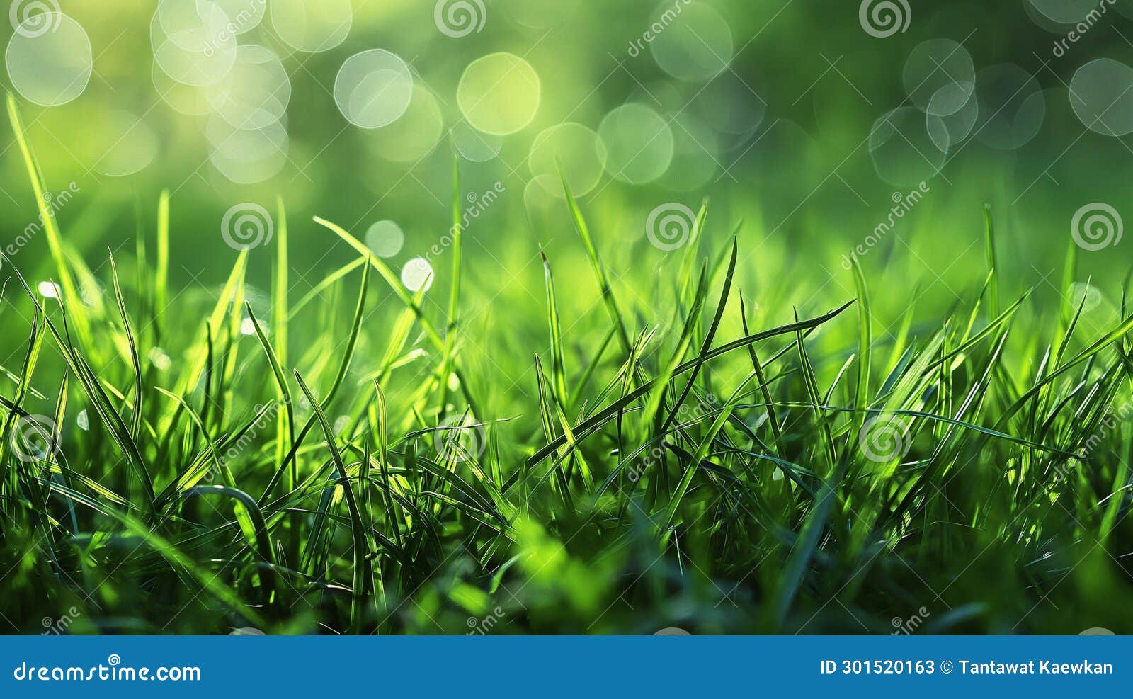 Abstract Green Grass Background Stock Illustration - Illustration of ...