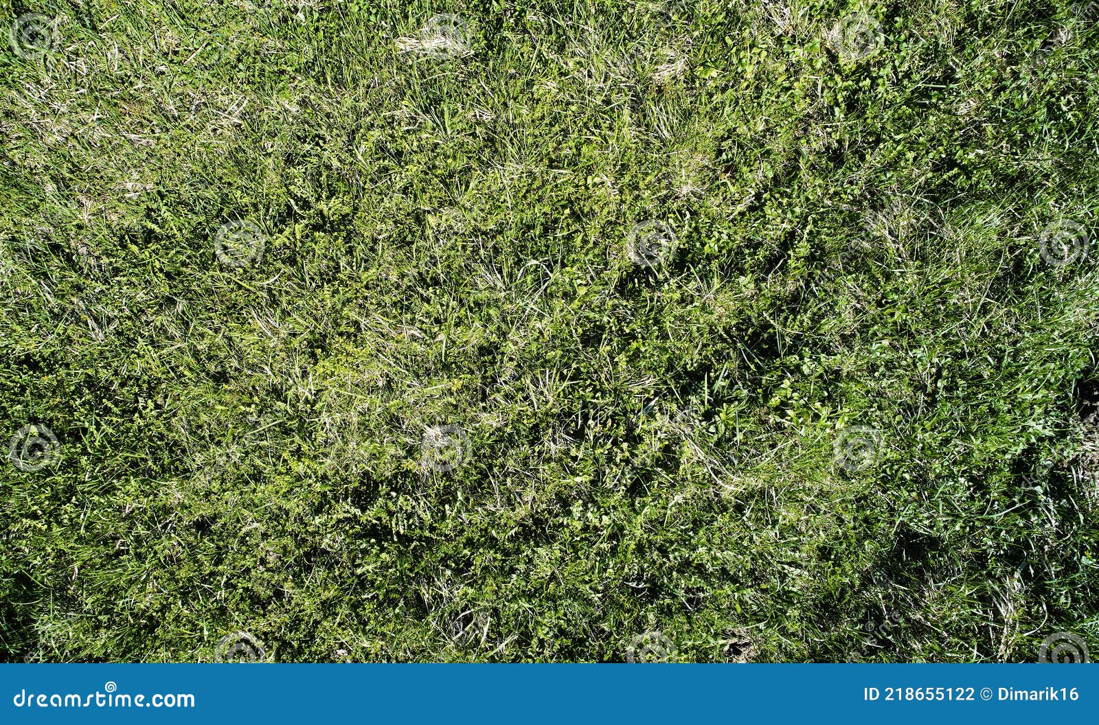 Abstract Green Grass Texture Stock Photo - Image of closeup, herb ...