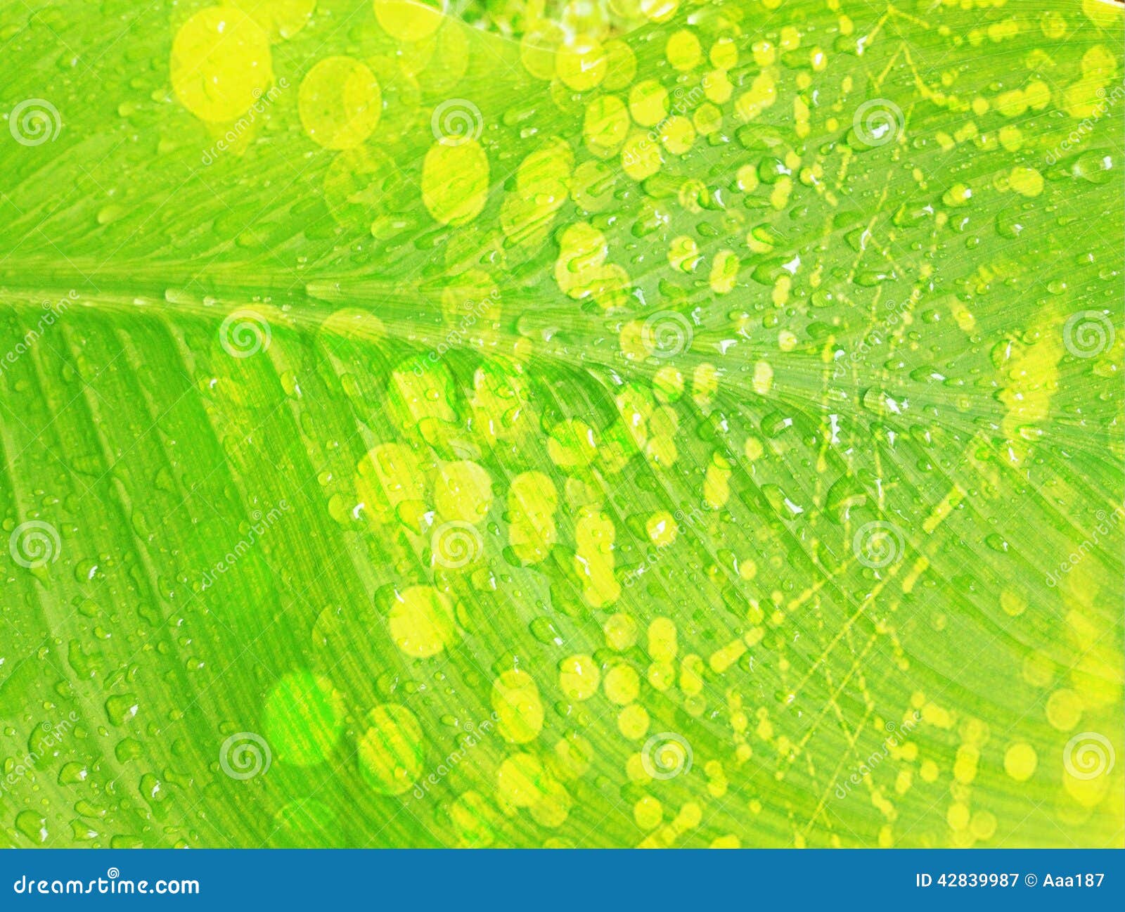 Abstract Green Leaf Background Stock Image - Image of nature, leaf ...