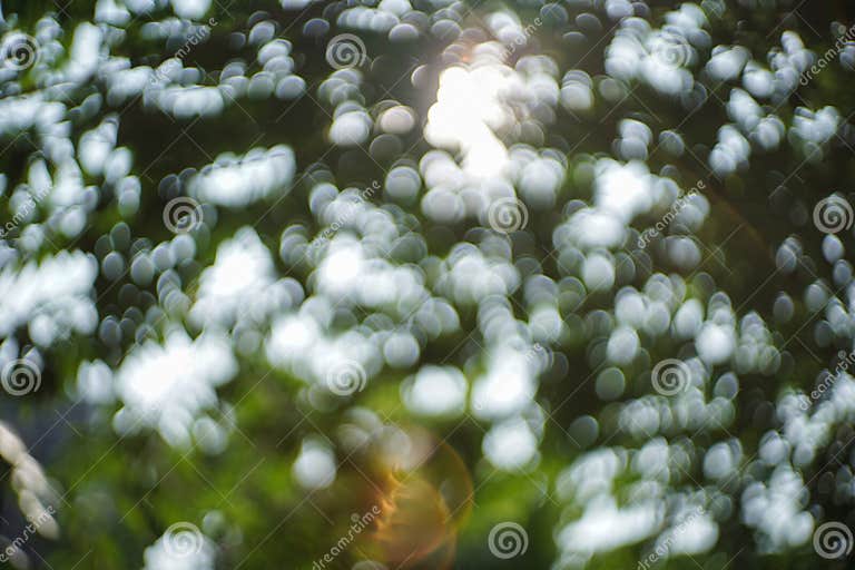 Abstract Green Leaf Grains with Sunlight Effect for Background Stock ...