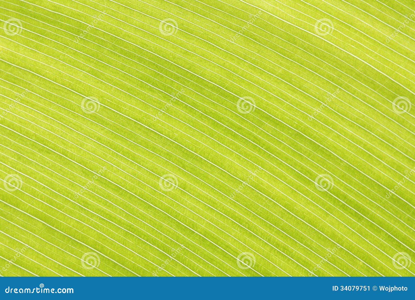Abstract Green Leaf Lines Background Texture Stock Image - Image of ...