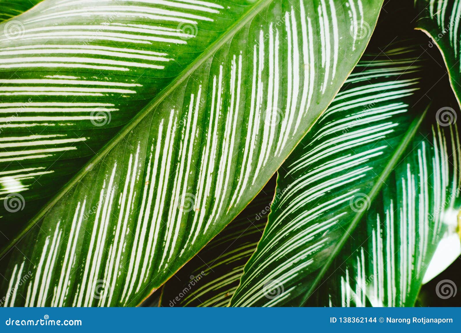 Green Leaf Pattern Nature Green Background. Stock Photo - Image of ...