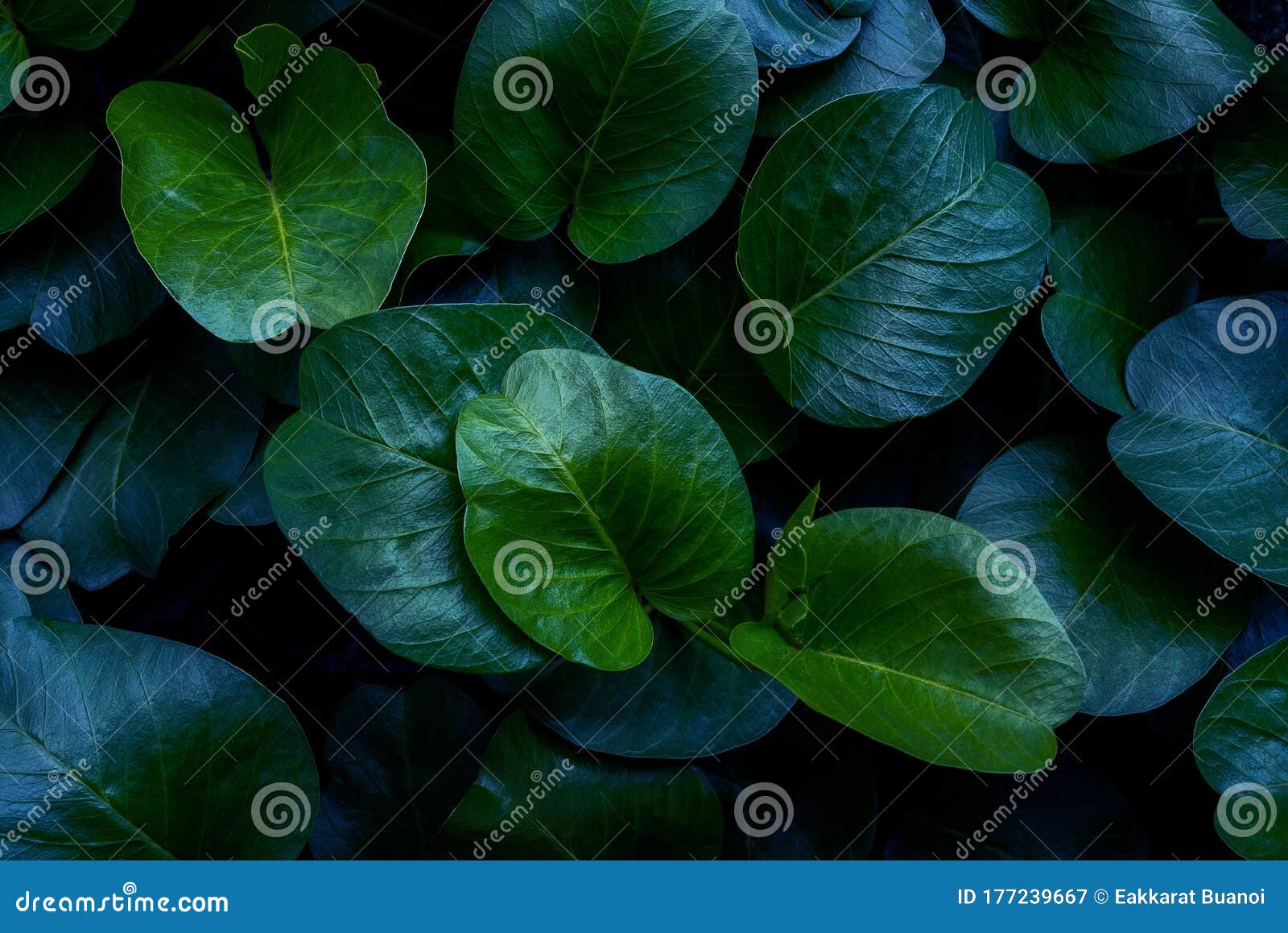 Abstract Green Leaves Texture Stock Image - Image of design, element ...