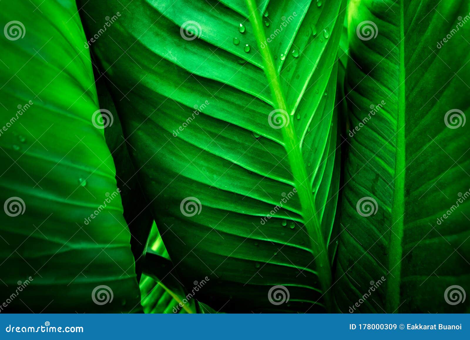 Abstract Green Leaves Texture Stock Image - Image of leaves, glow ...