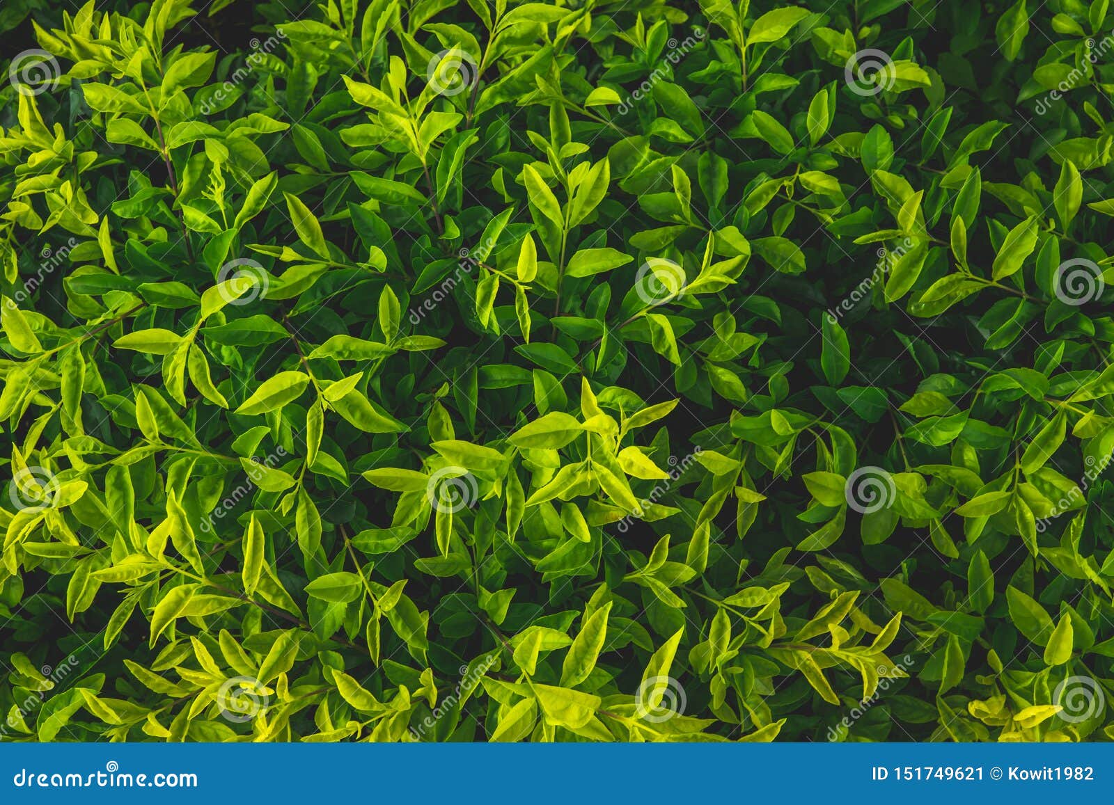 Abstract Green Leaf Texture,tropical Leaf, Dark Green Foliage in Rain ...