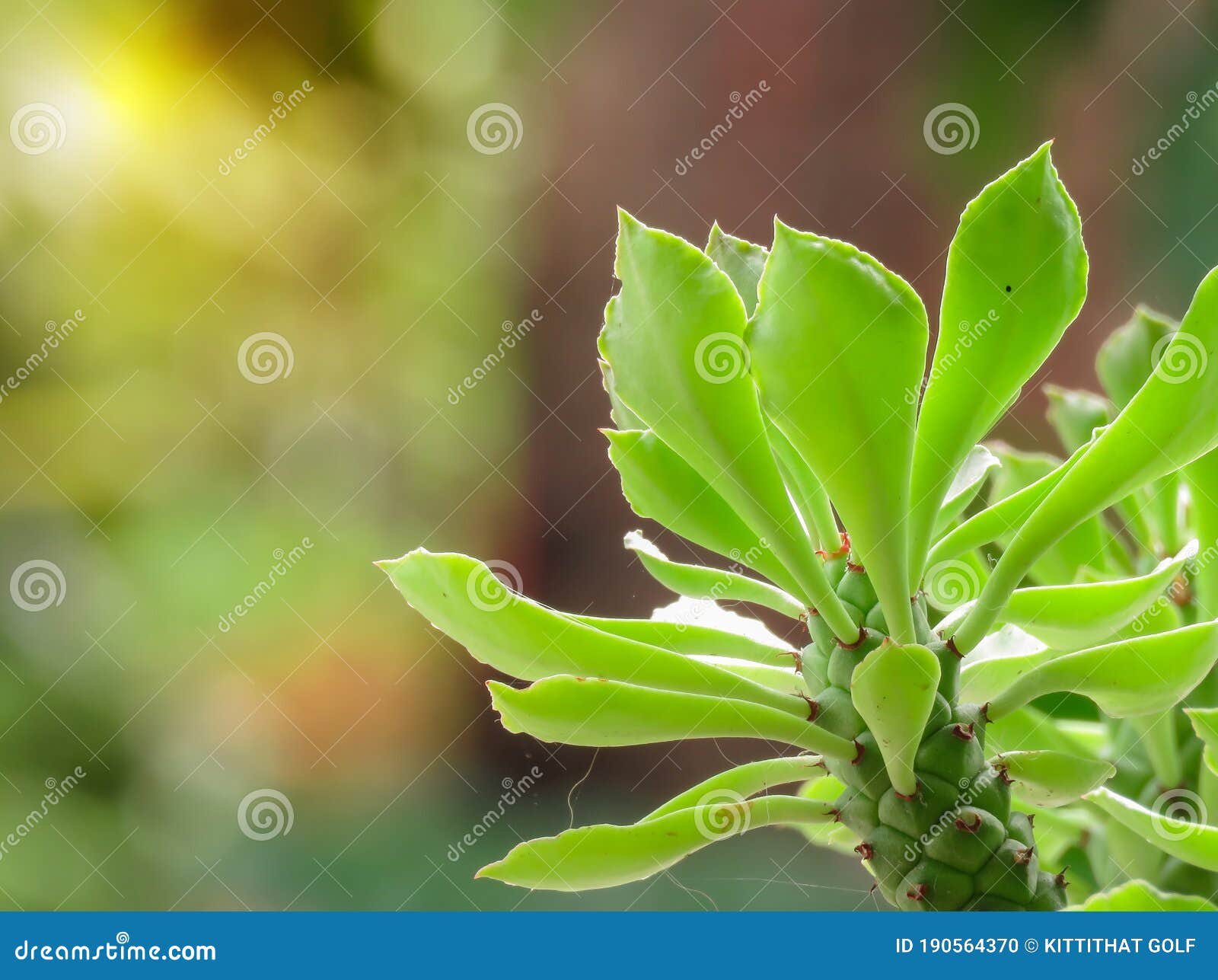 Abstract Green Leaves Bottom Right Corner Blur Background Stock Photo ...