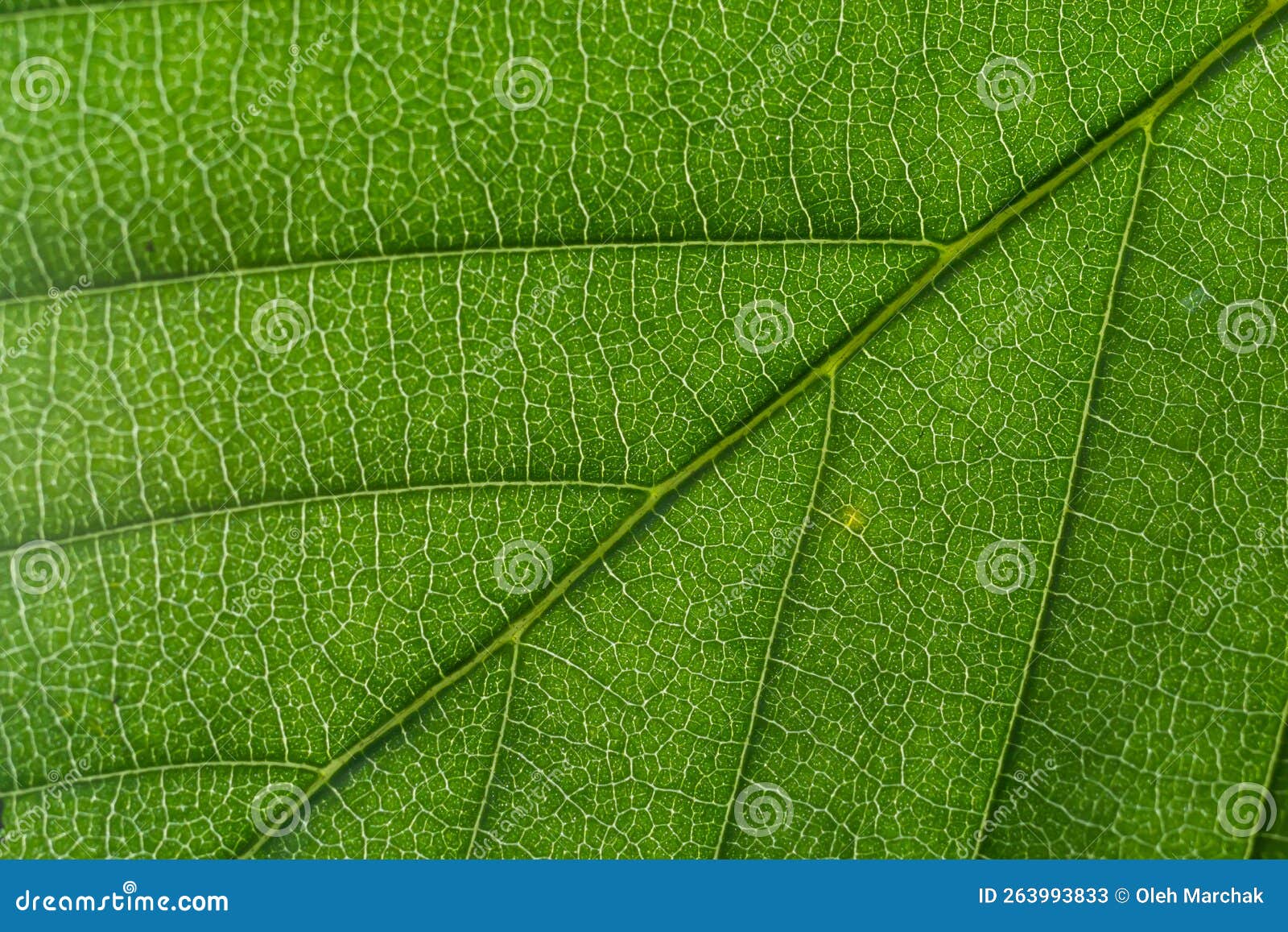 Abstract Green Leaves Texture for Background. Natural Environment ...