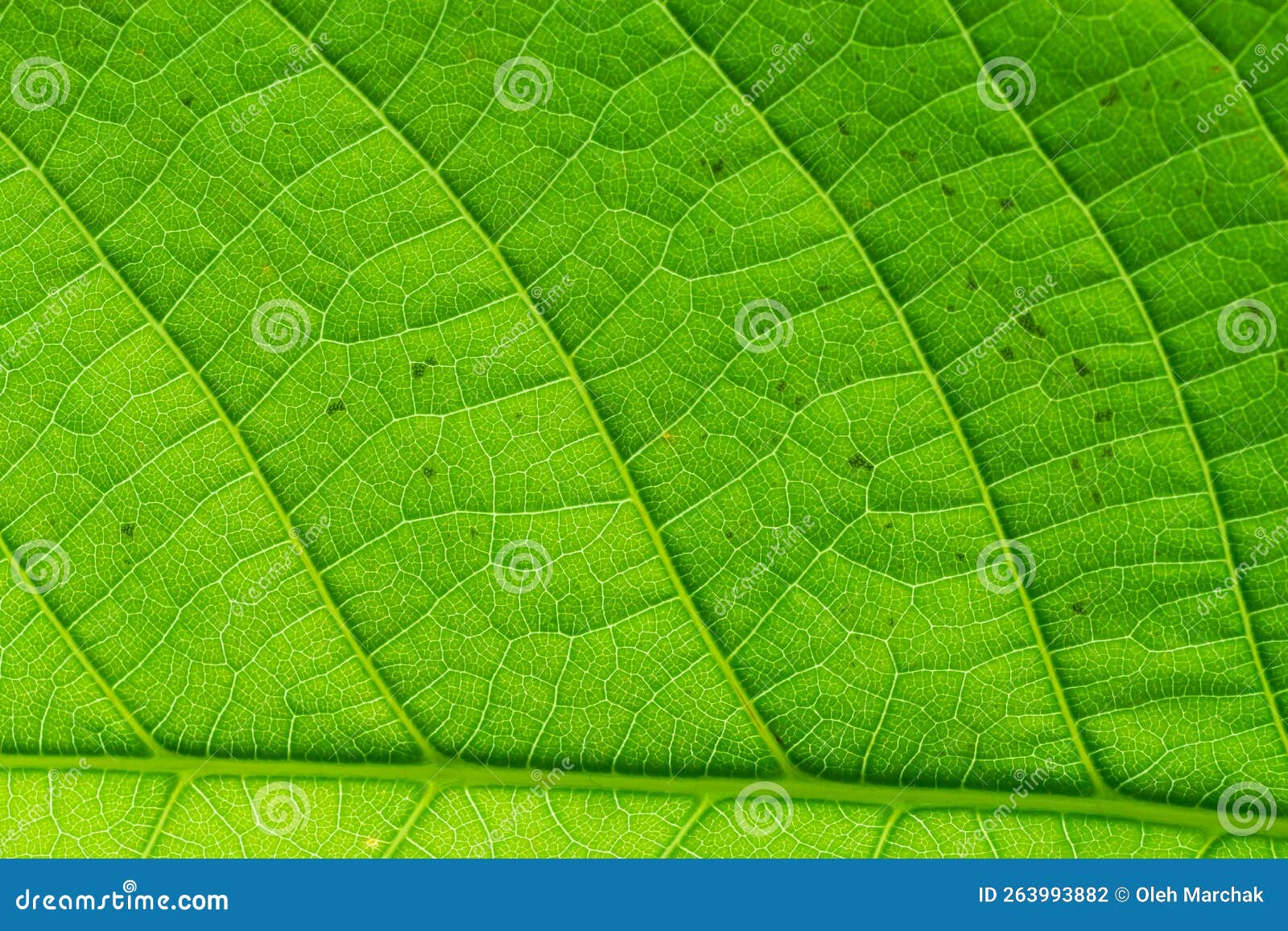 Abstract Green Leaves Texture for Background. Natural Environment ...