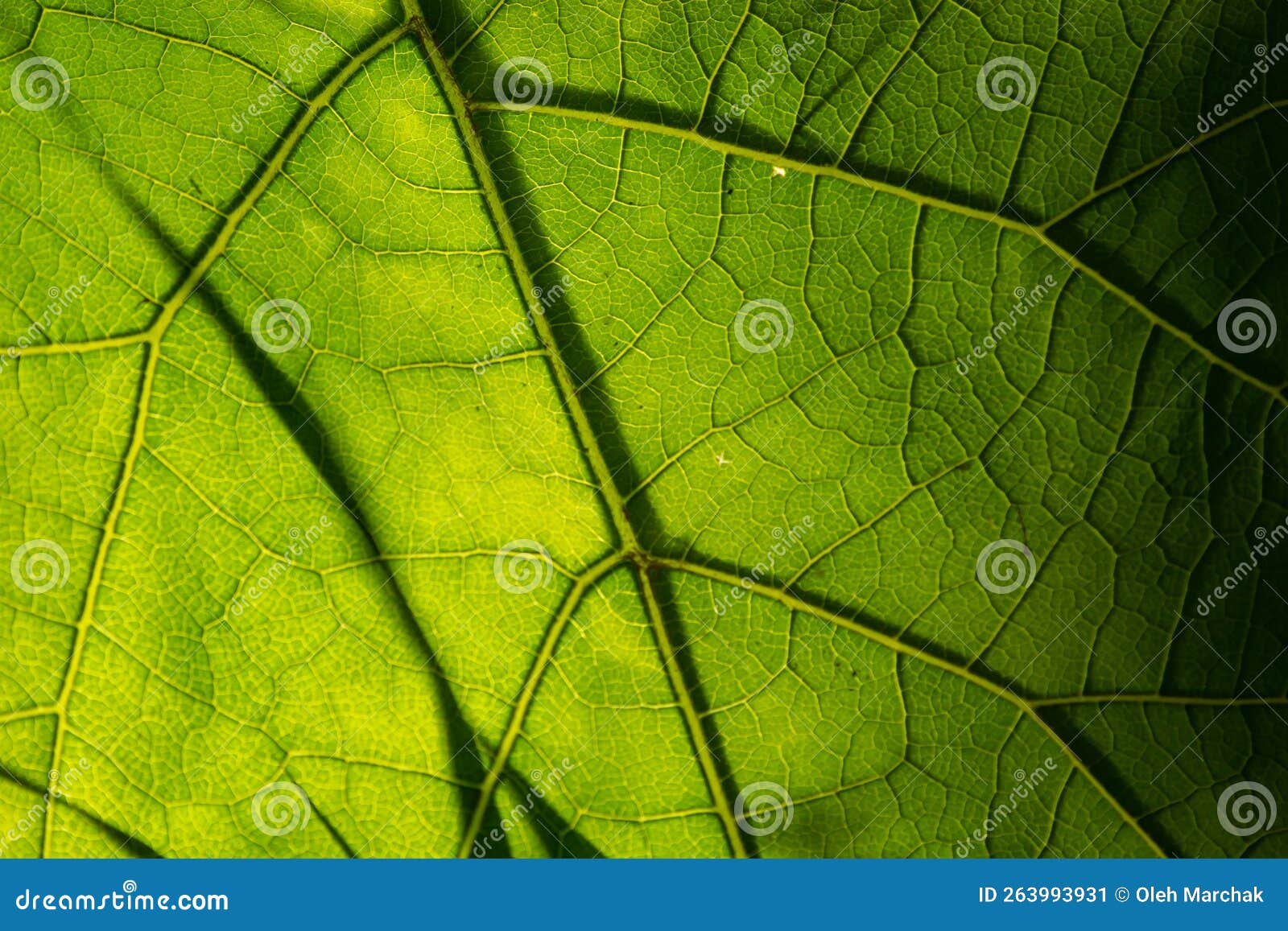 Abstract Green Leaves Texture for Background. Natural Environment ...