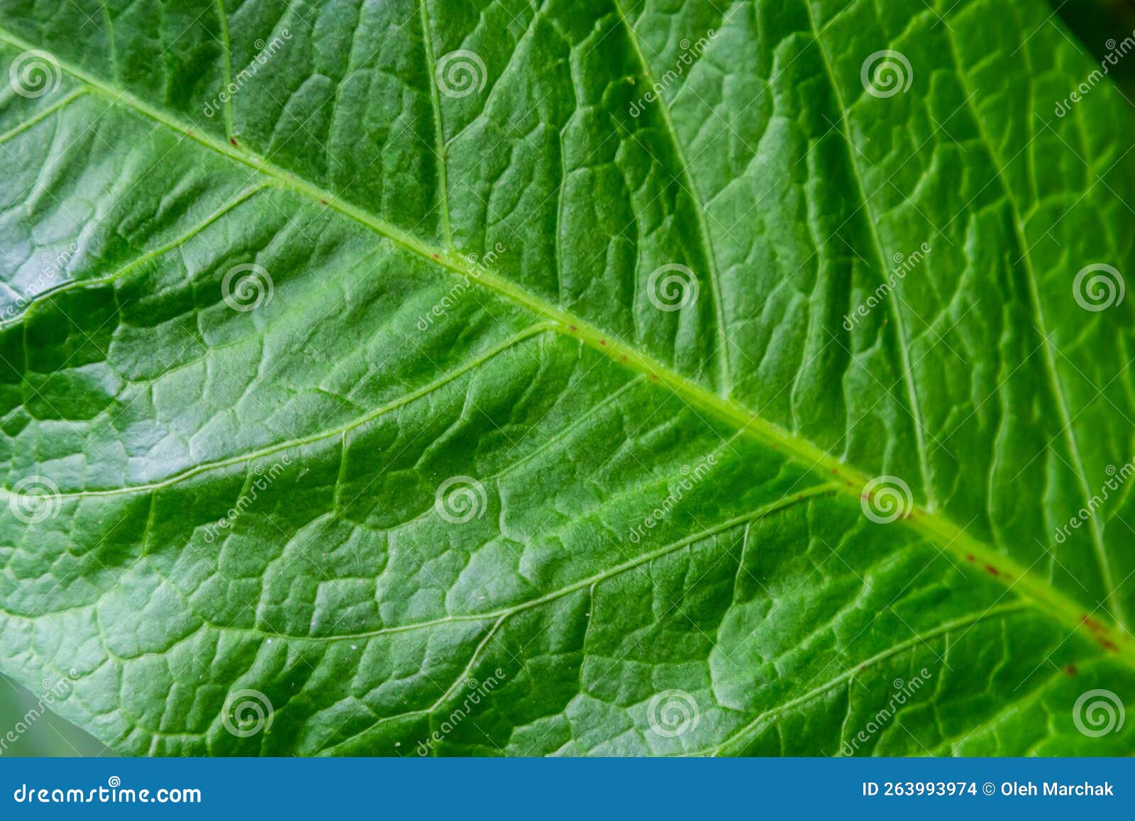 Abstract Green Leaves Texture for Background. Natural Environment ...
