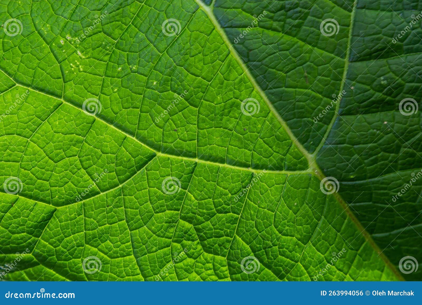 Abstract Green Leaves Texture for Background. Natural Environment ...
