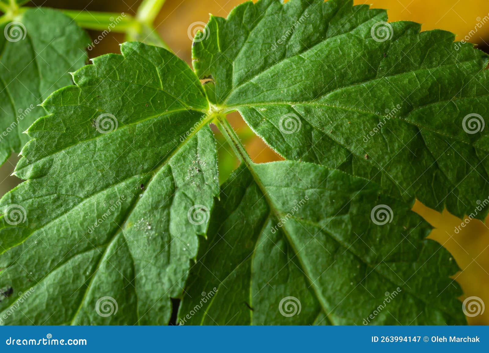 Abstract Green Leaves Texture for Background. Natural Environment ...