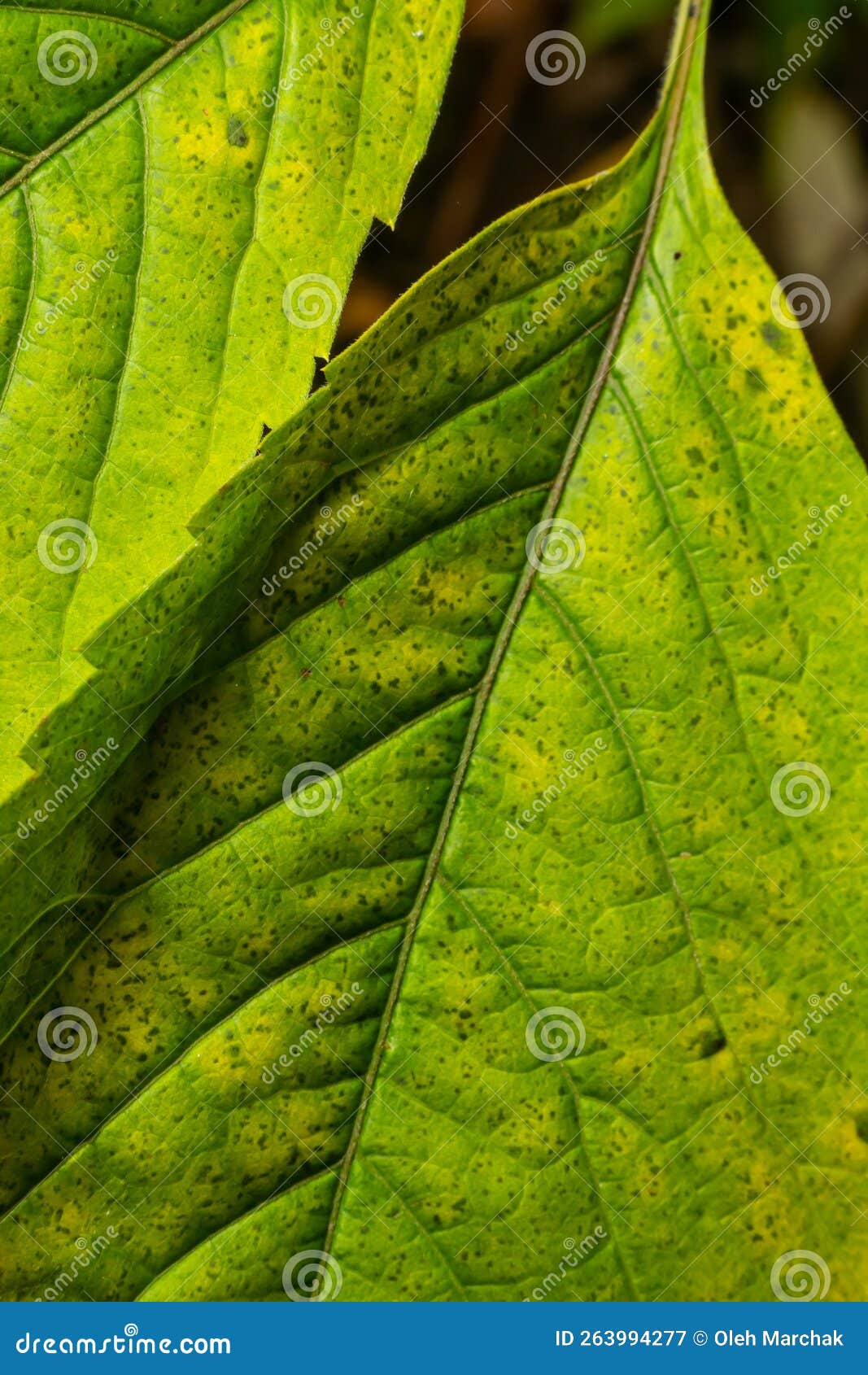 Abstract Green Leaves Texture for Background. Natural Environment ...