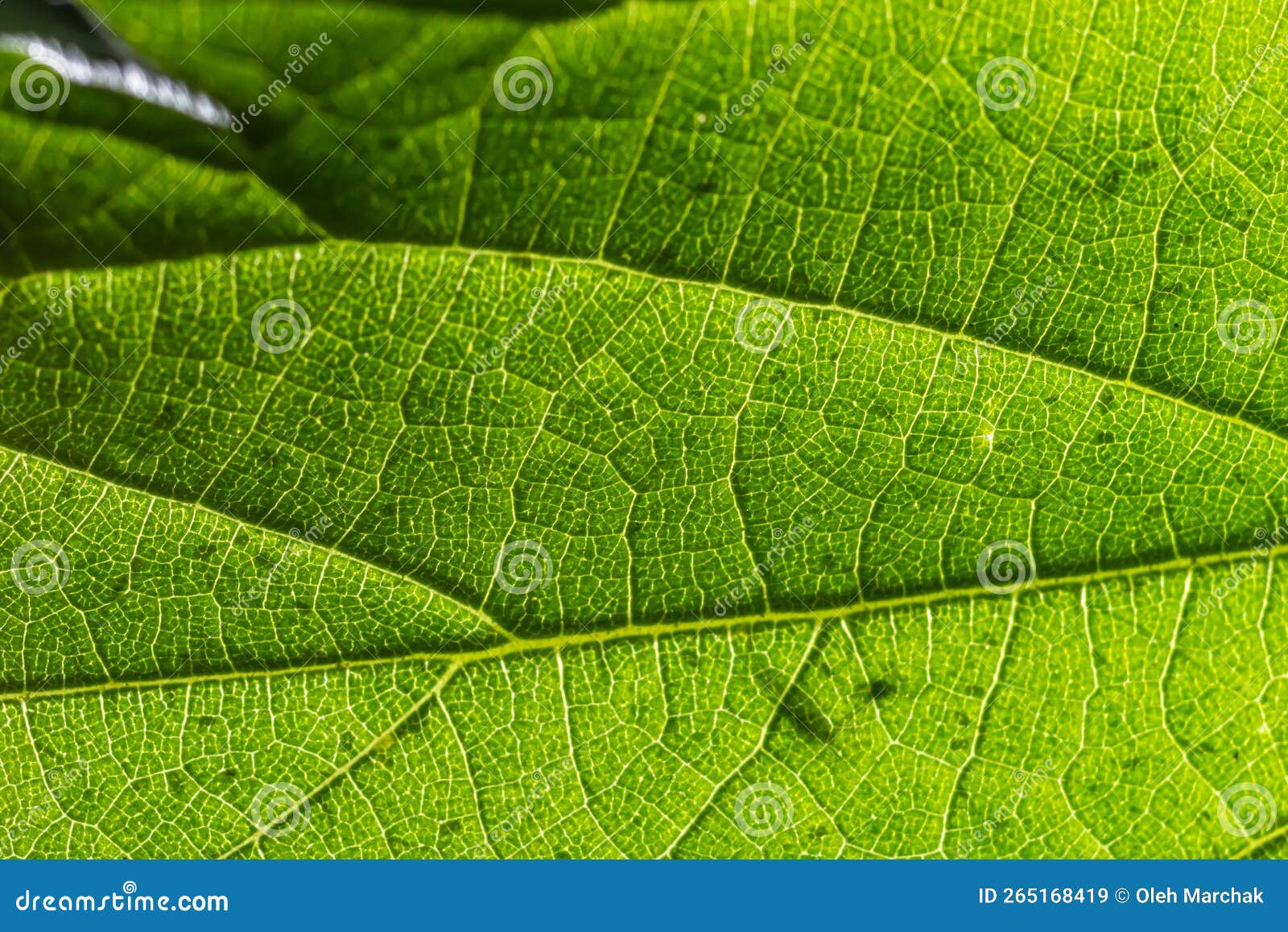 Abstract Green Leaves Texture for Background. Natural Environment ...