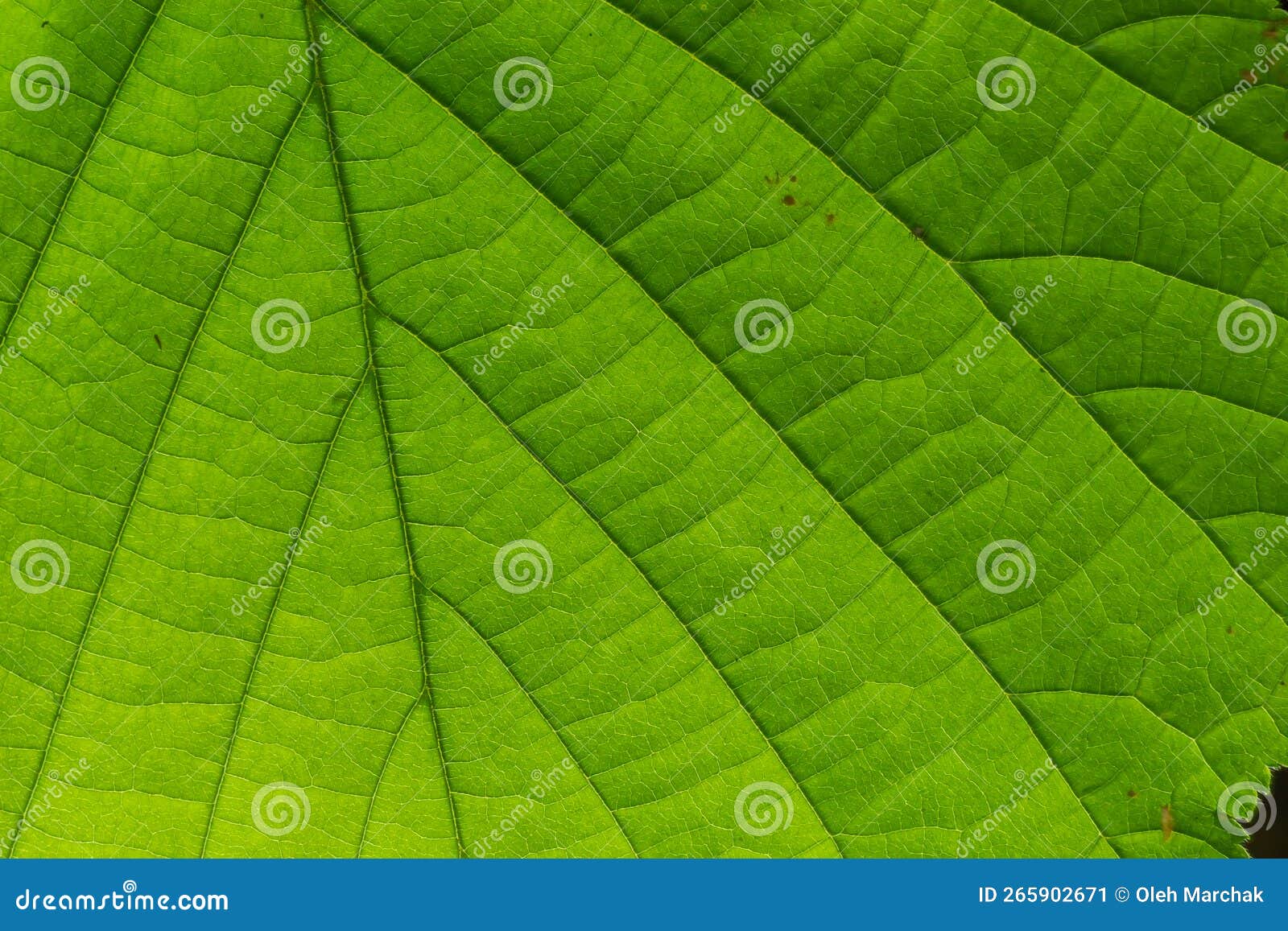 Abstract Green Leaves Texture for Background. Natural Environment ...