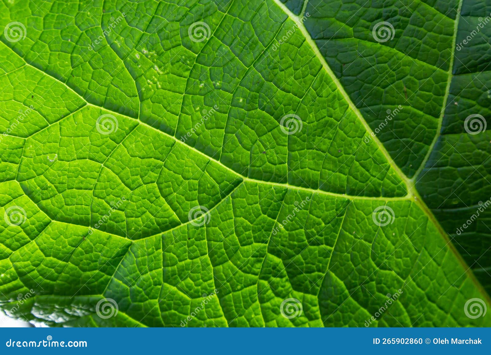 Abstract Green Leaves Texture for Background. Natural Environment ...