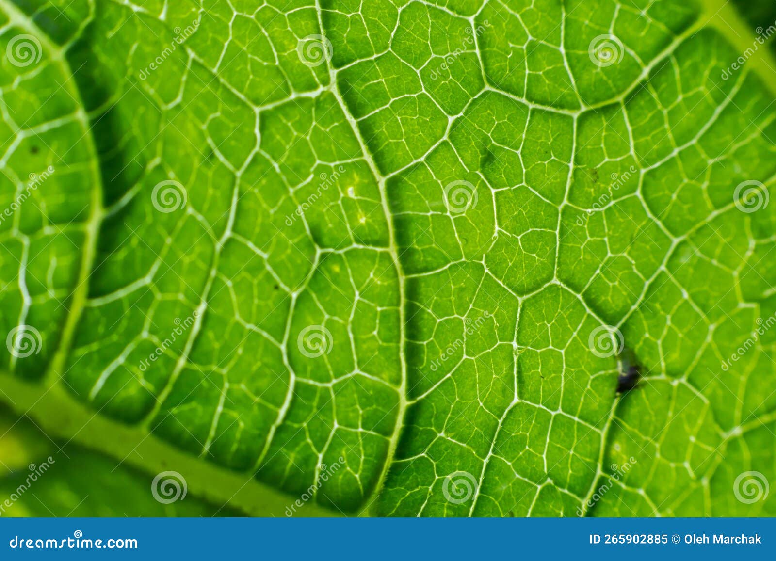 Abstract Green Leaves Texture for Background. Natural Environment ...