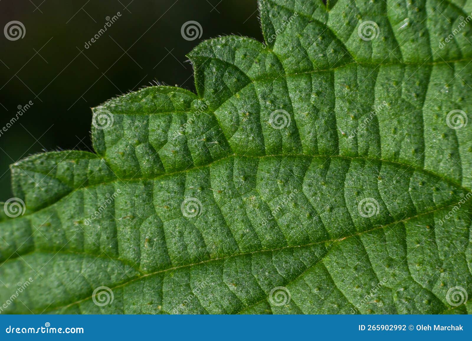 Abstract Green Leaves Texture for Background. Natural Environment ...