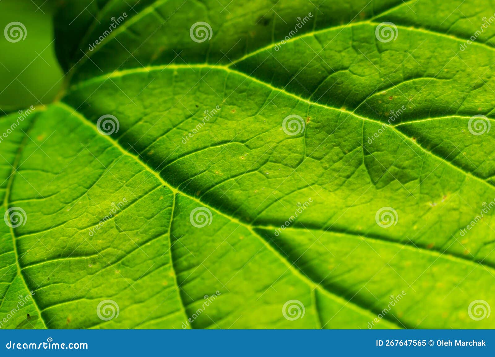Abstract Green Leaves Texture for Background. Natural Environment ...
