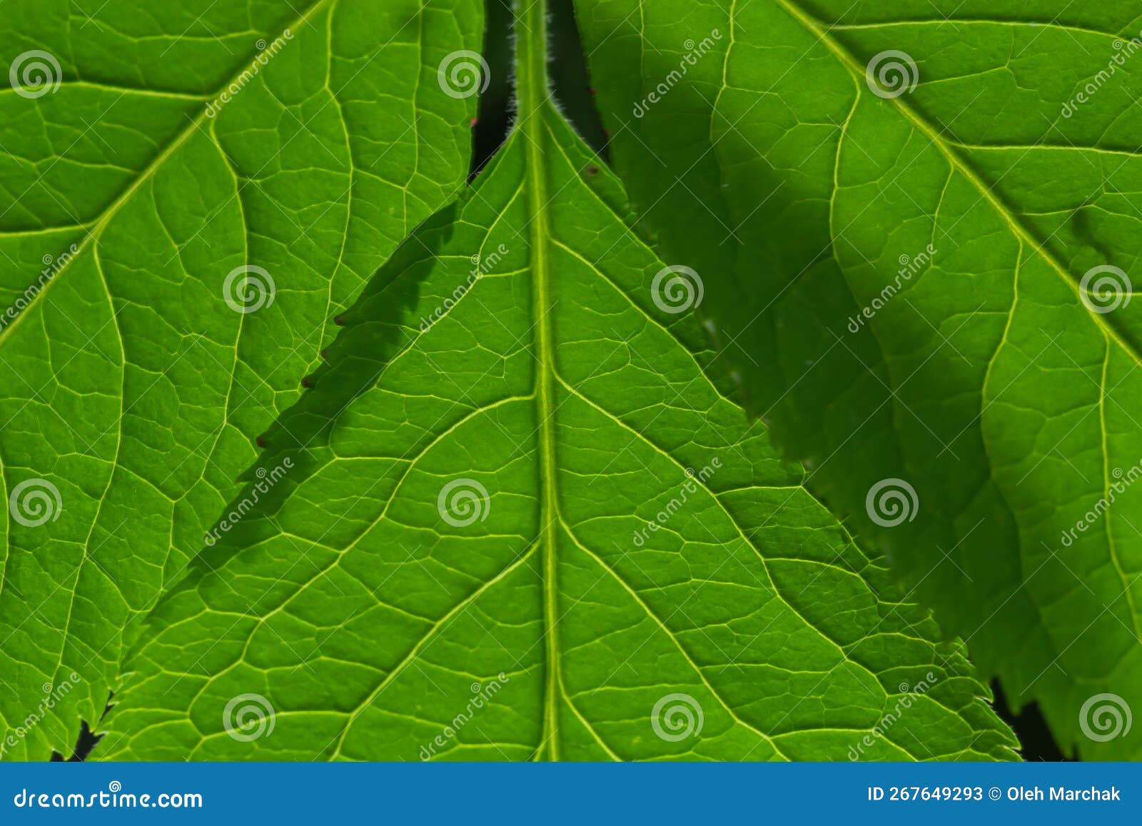 Abstract Green Leaves Texture for Background. Natural Environment ...