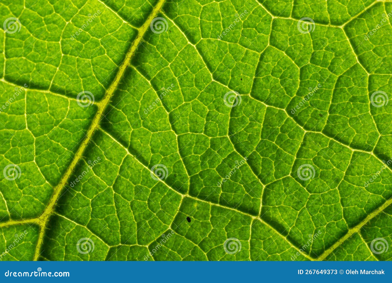 Abstract Green Leaves Texture for Background. Natural Environment ...