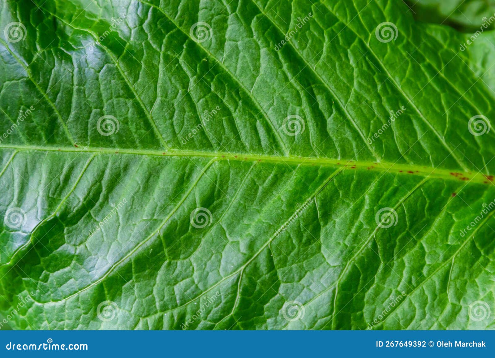 Abstract Green Leaves Texture for Background. Natural Environment ...