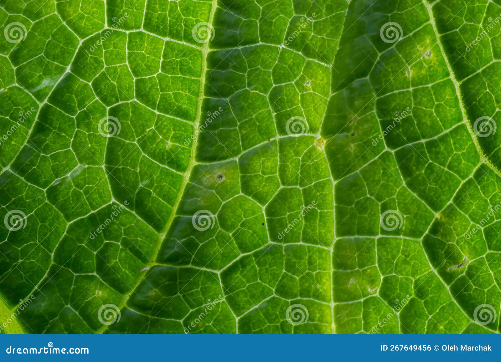 Abstract Green Leaves Texture for Background. Natural Environment ...