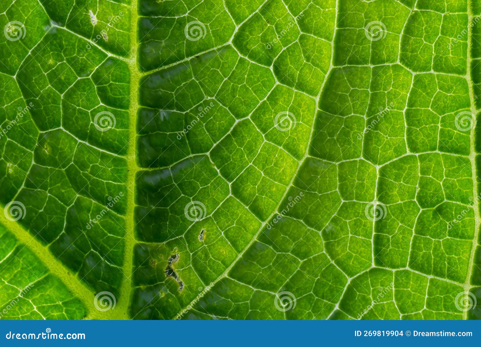 Abstract Green Leaves Texture for Background. Natural Environment ...