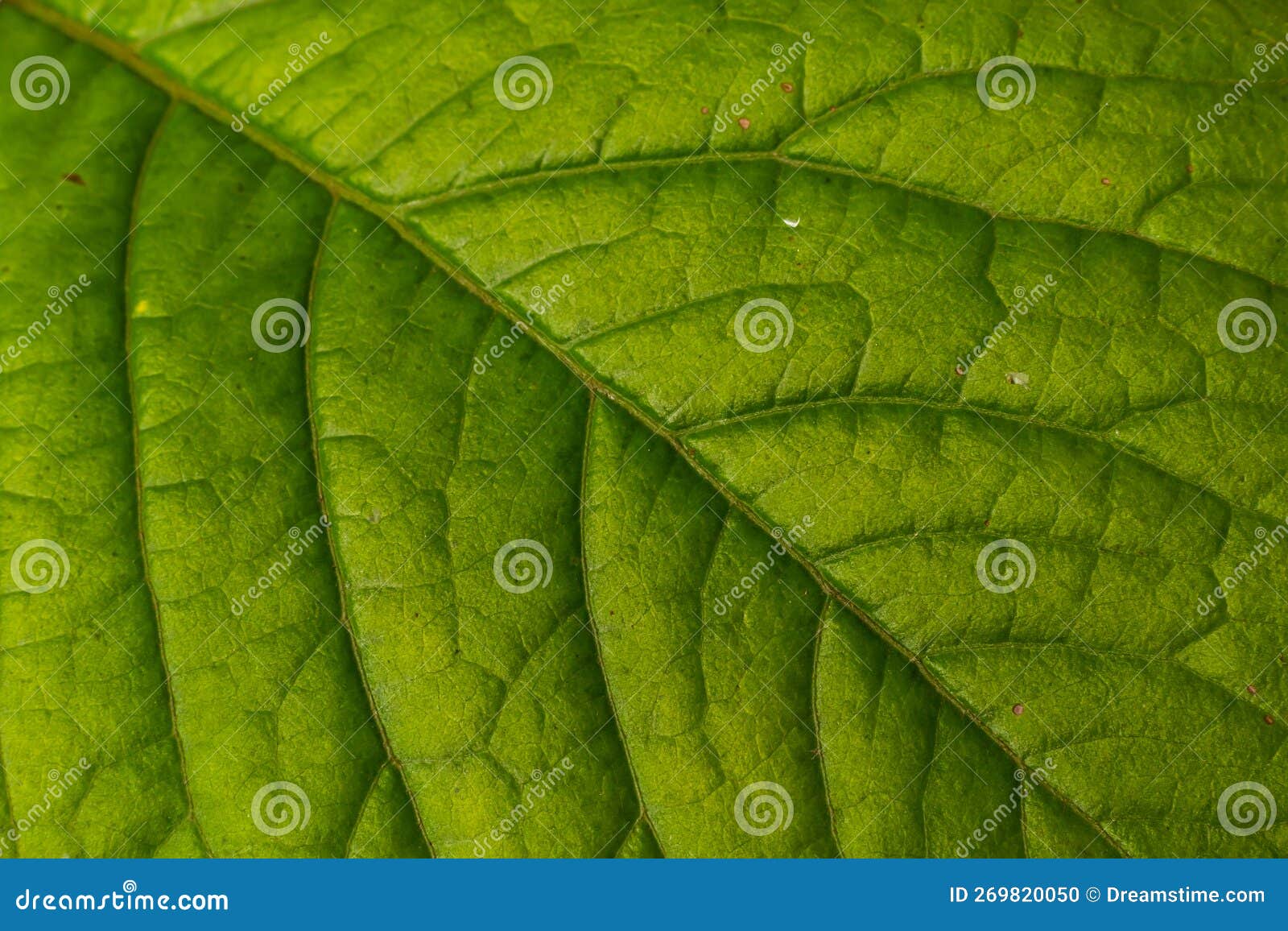 Abstract Green Leaves Texture for Background. Natural Environment ...