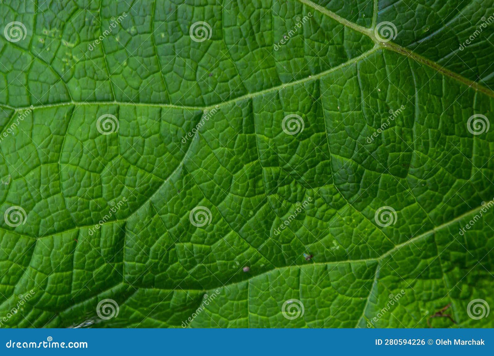 Abstract Green Leaves Texture for Background. Natural Environment ...