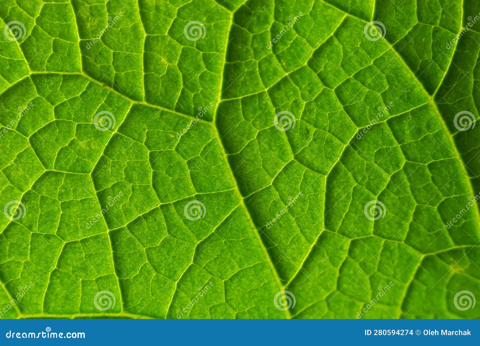 Abstract Green Leaves Texture for Background. Natural Environment ...