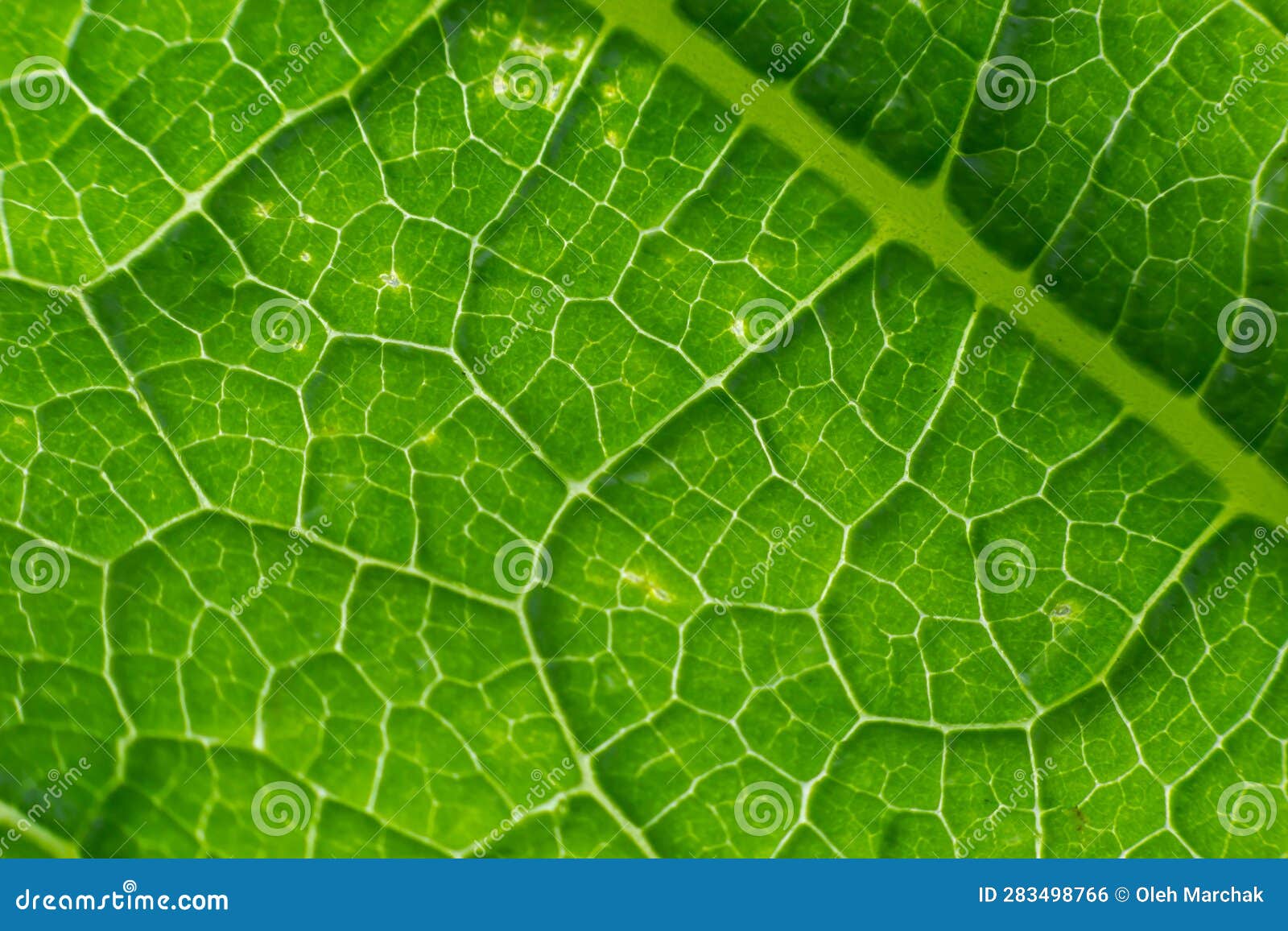 Abstract Green Leaves Texture for Background. Natural Environment ...