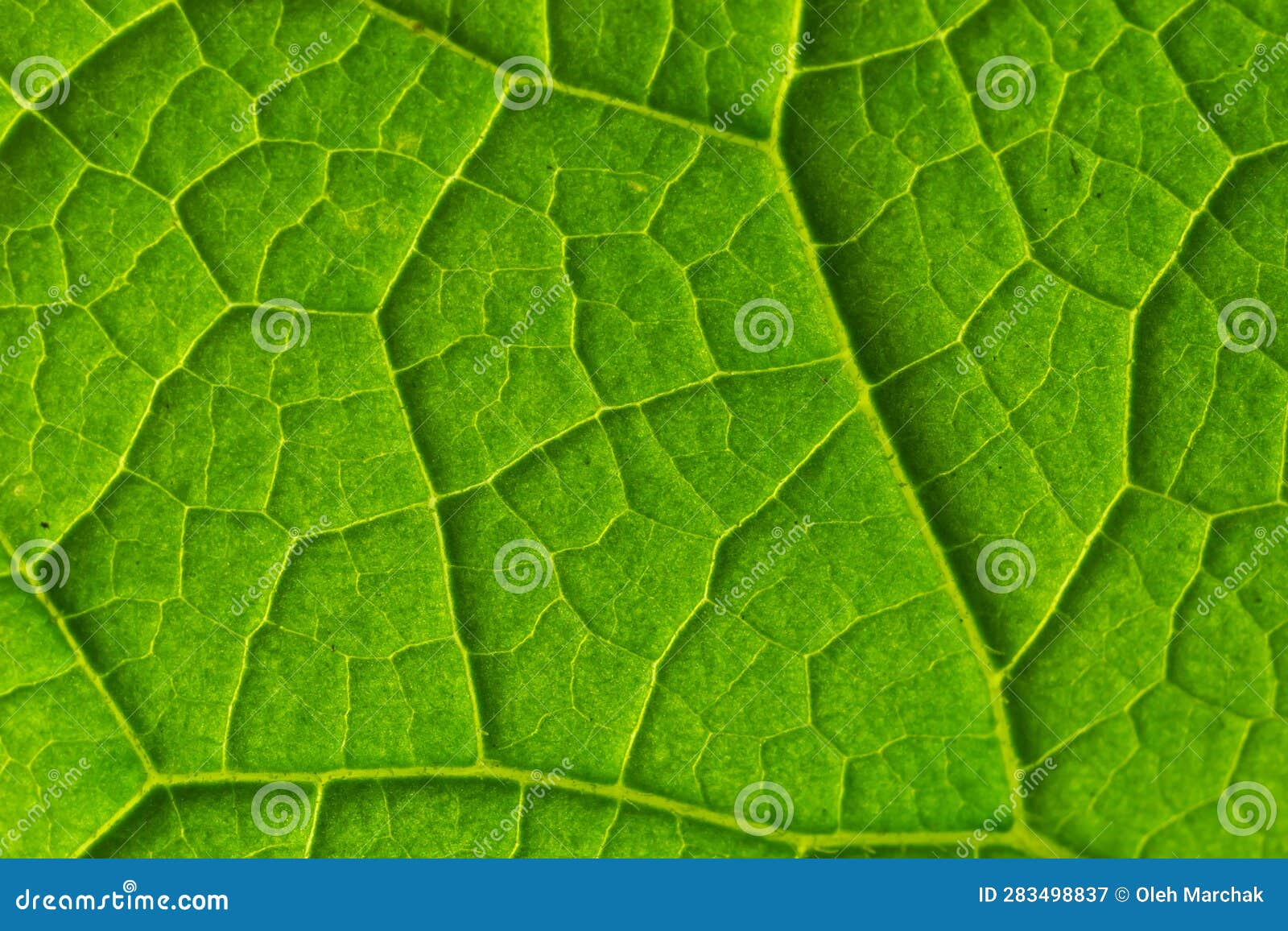 Abstract Green Leaves Texture for Background. Natural Environment ...