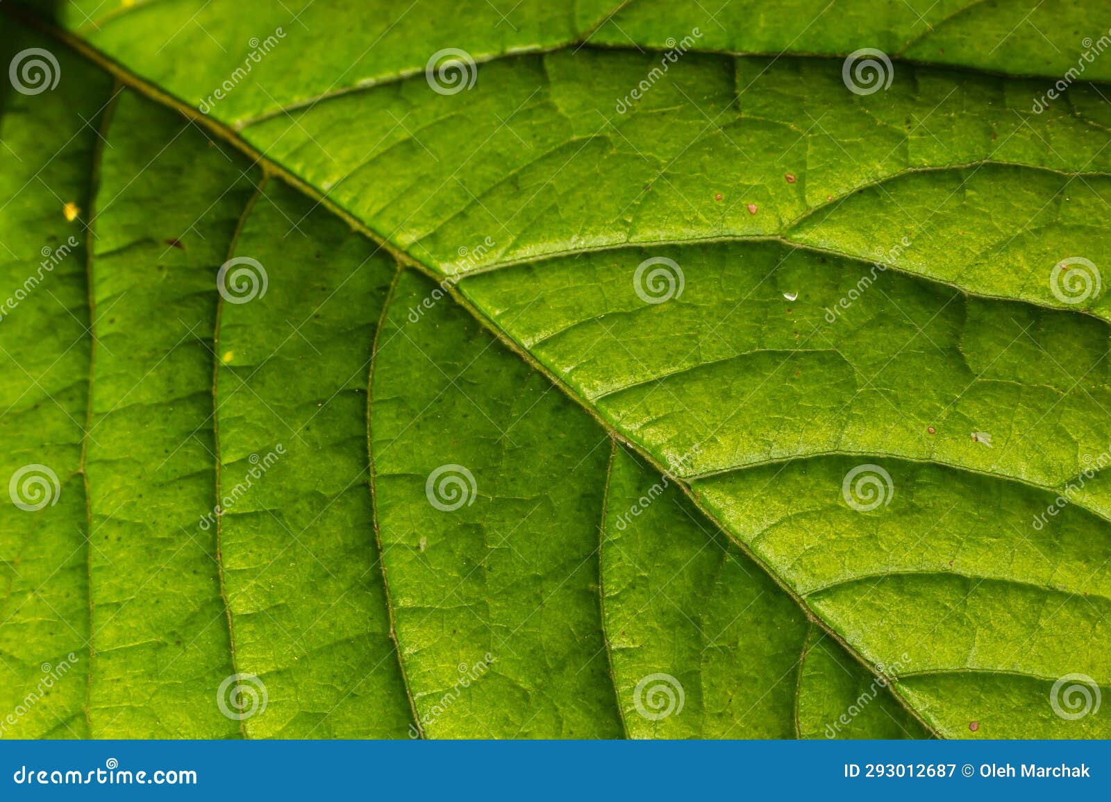 Abstract Green Leaves Texture for Background. Natural Environment ...