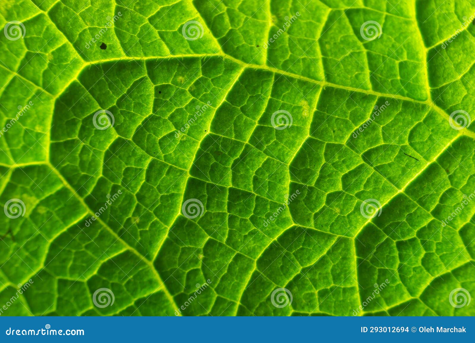 Abstract Green Leaves Texture for Background. Natural Environment ...