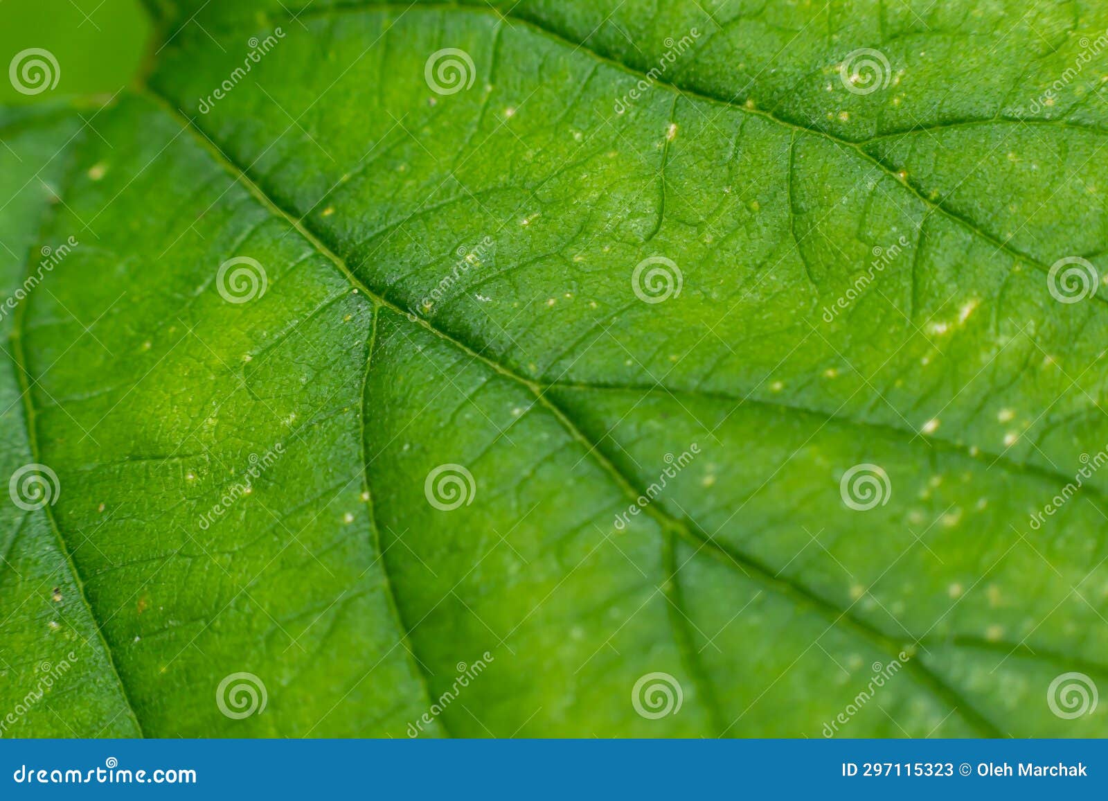 Abstract Green Leaves Texture for Background. Natural Environment ...