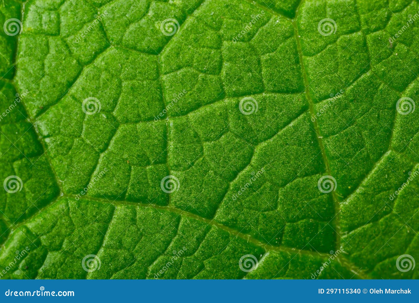 Abstract Green Leaves Texture for Background. Natural Environment ...