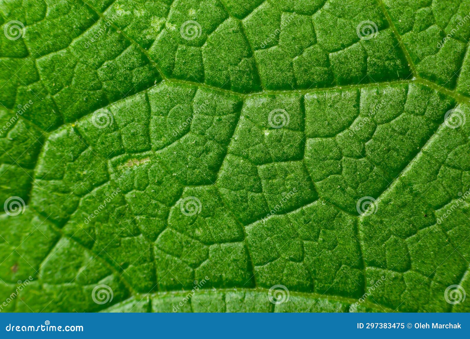 Abstract Green Leaves Texture for Background. Natural Environment ...