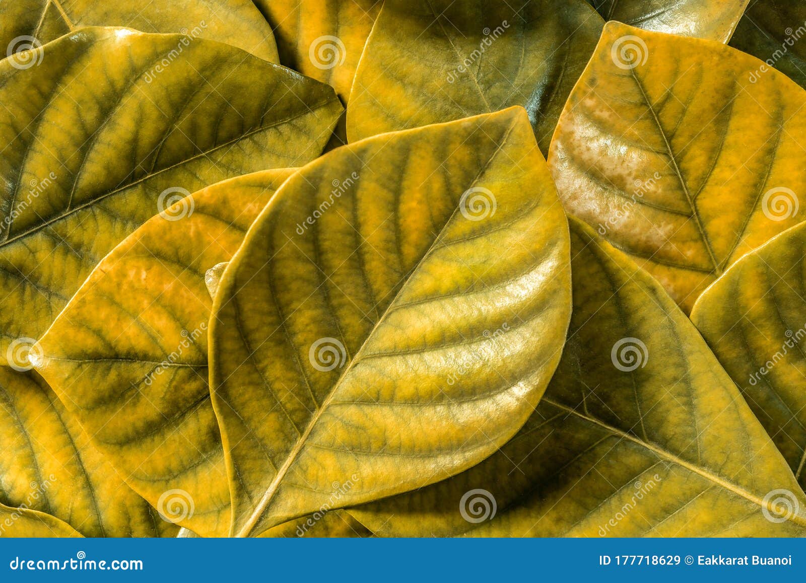 Abstract Green Leaves Texture Stock Image - Image of bright, abstract ...