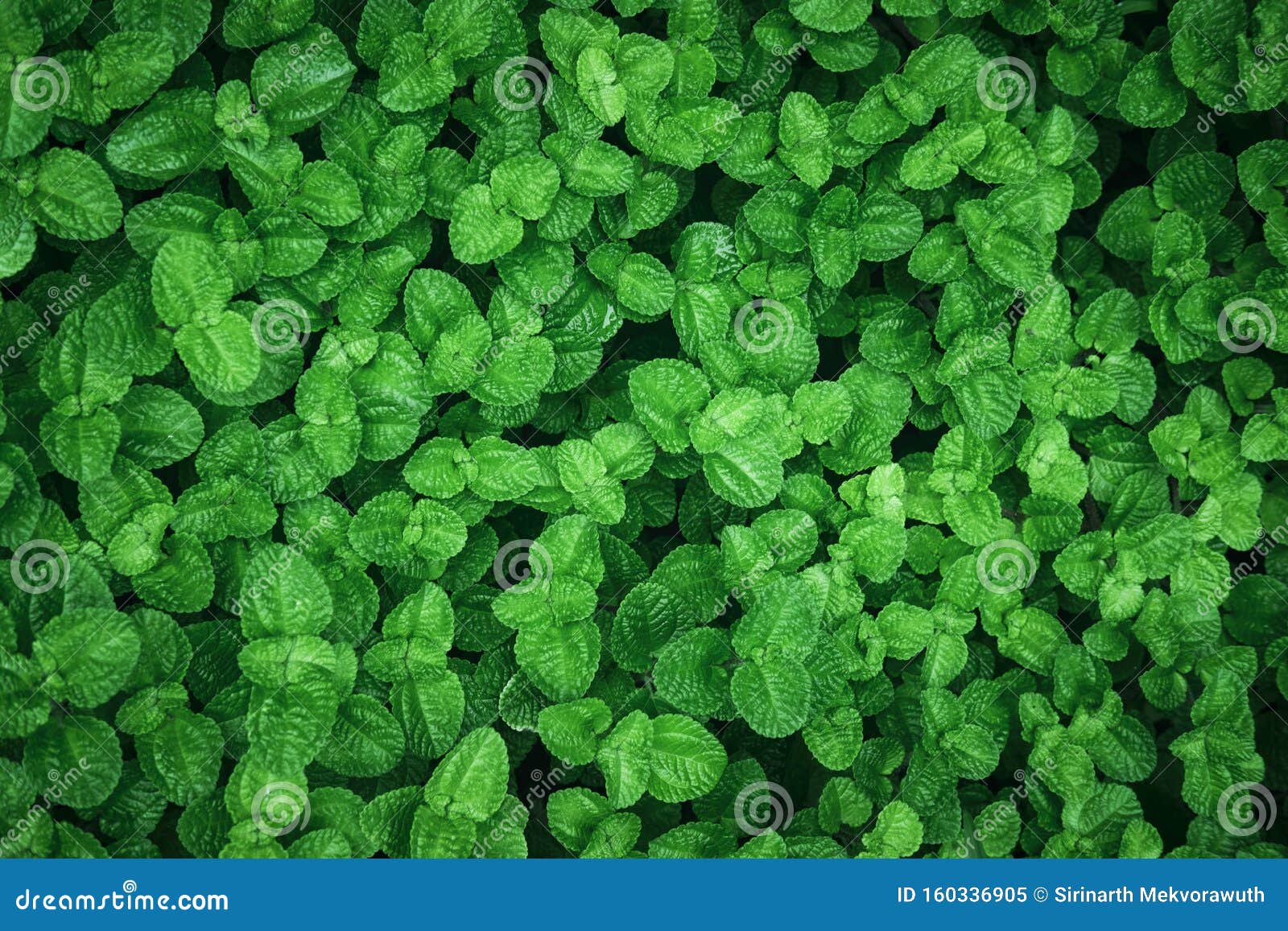 Abstract Green Leaves Texture, Nature Background Stock Image - Image of ...