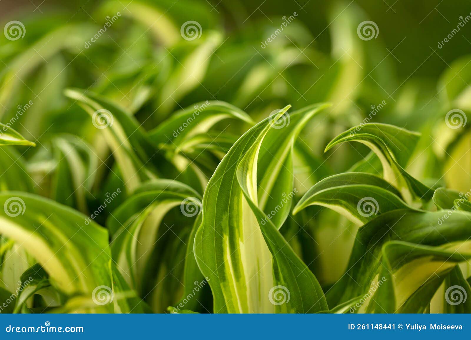 Abstract Green Leaves Texture Stock Image - Image of design, bright ...