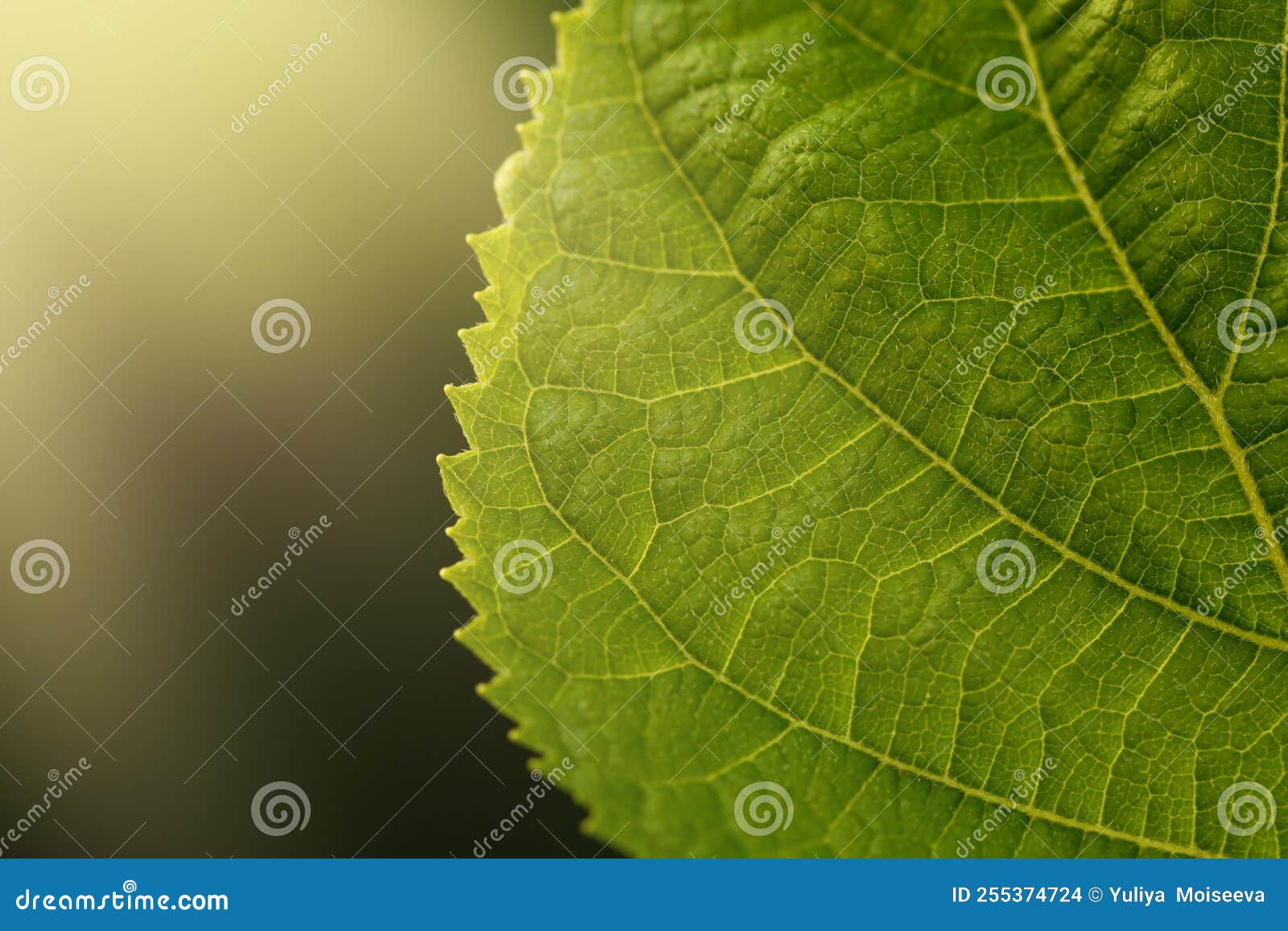 Abstract Green Leaves Texture Stock Photo - Image of multicolored ...