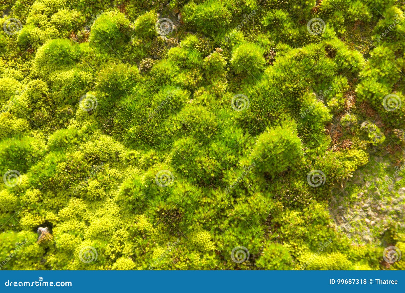 Abstract Green Moss on Wall Background. Stock Photo - Image of fern ...