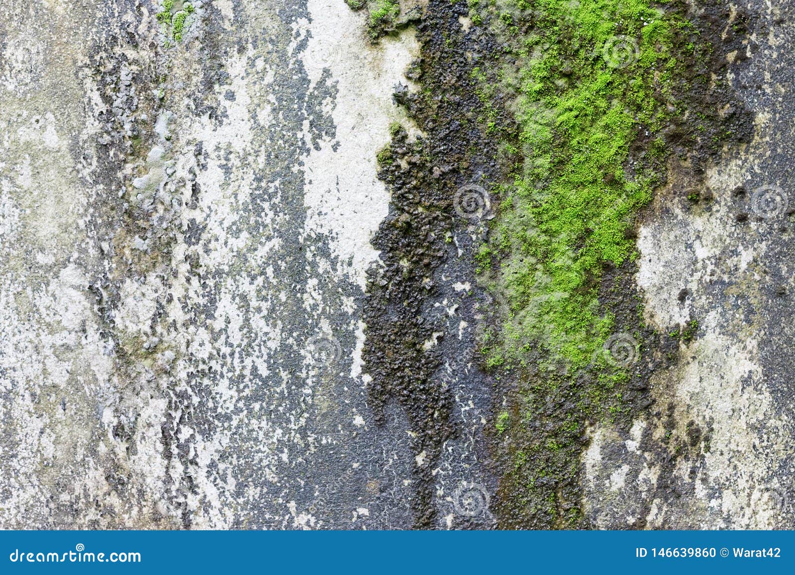 Green Moss Wall Texture Stock Photos - Download 14,615 Royalty Free Photos