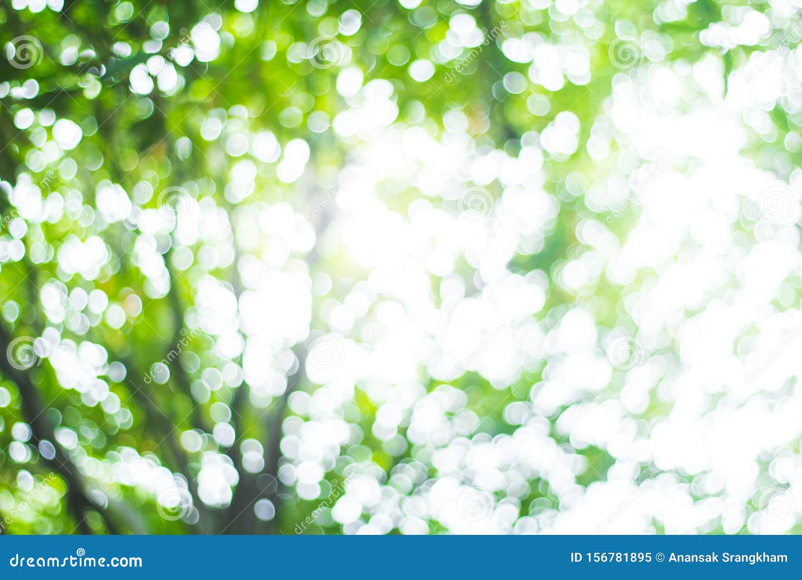 Abstract Green Nature Blur Background and Sunlight Stock Image - Image ...
