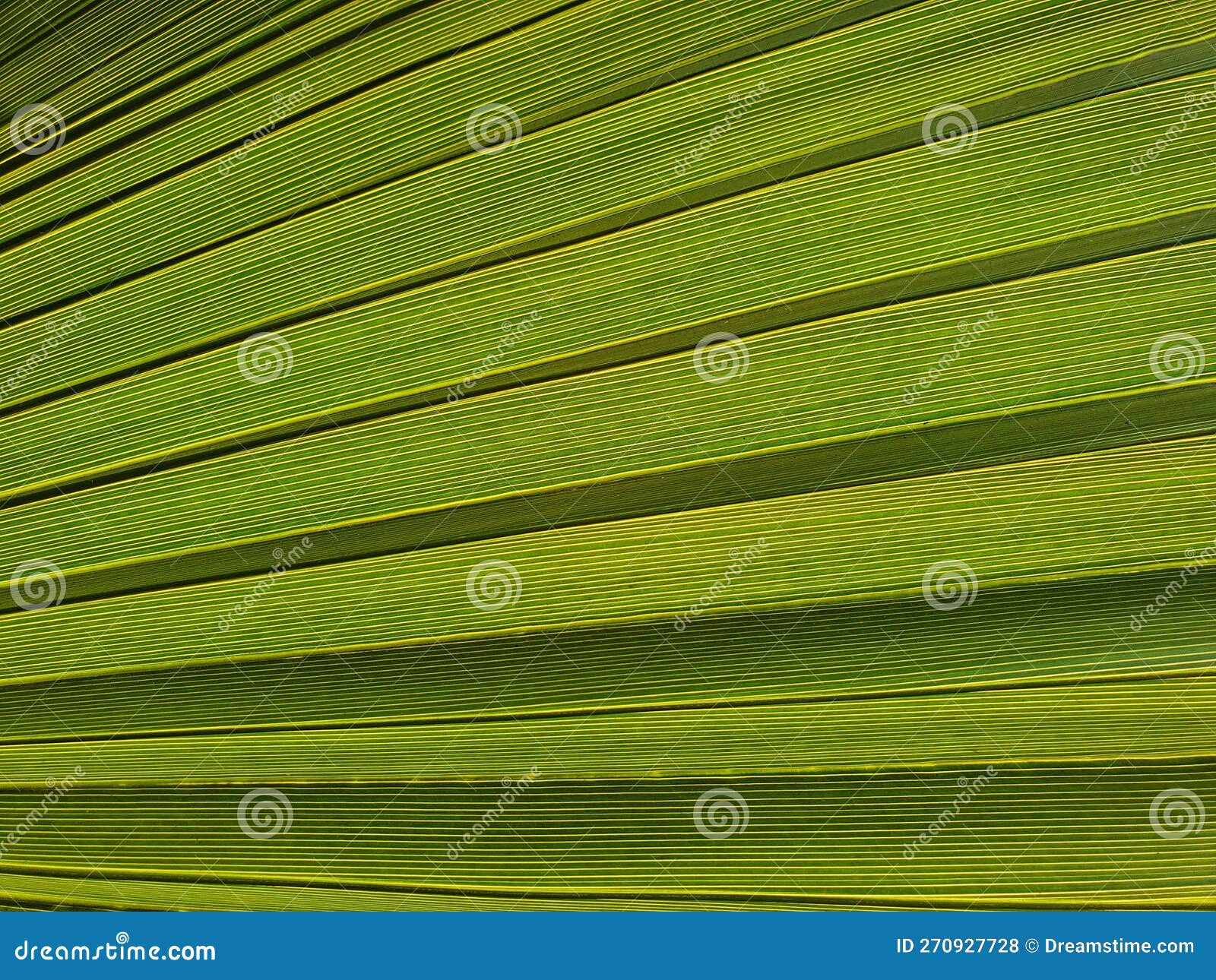 Abstract Green Palm Leaf Palm Leaf Texture Background With Sunlight